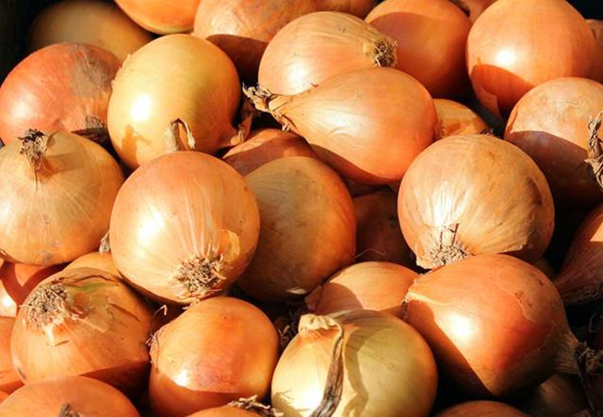 Llega a los mercados la primera cebolla que no hace llorar