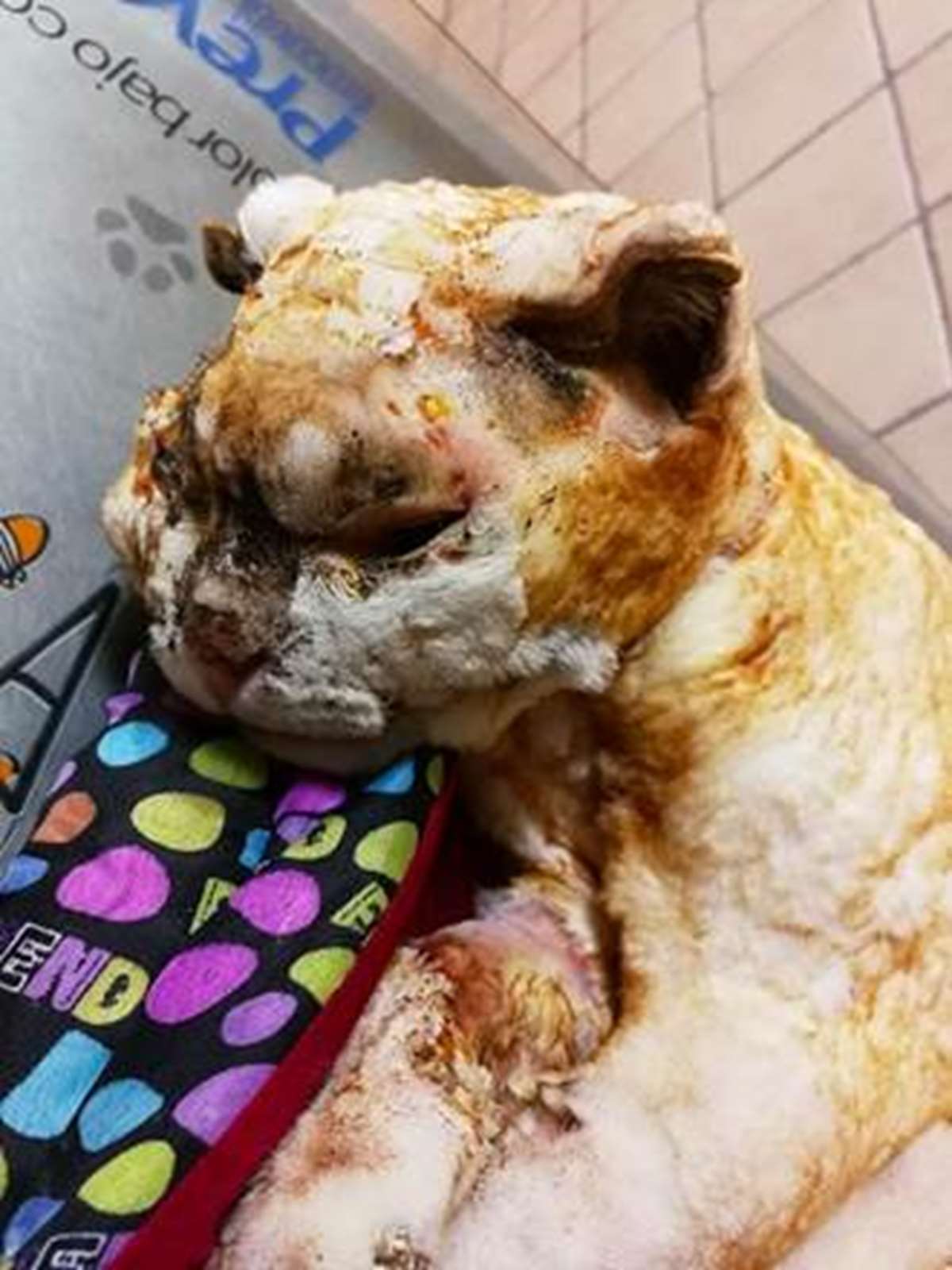 Buscan al agresor de un gato quemado vivo con un soplete