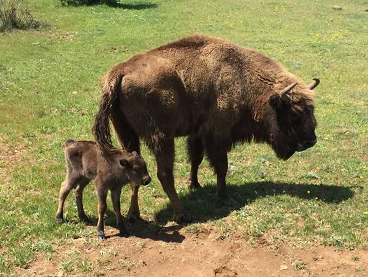 Después de miles de años vuelve a nacer un bisonte