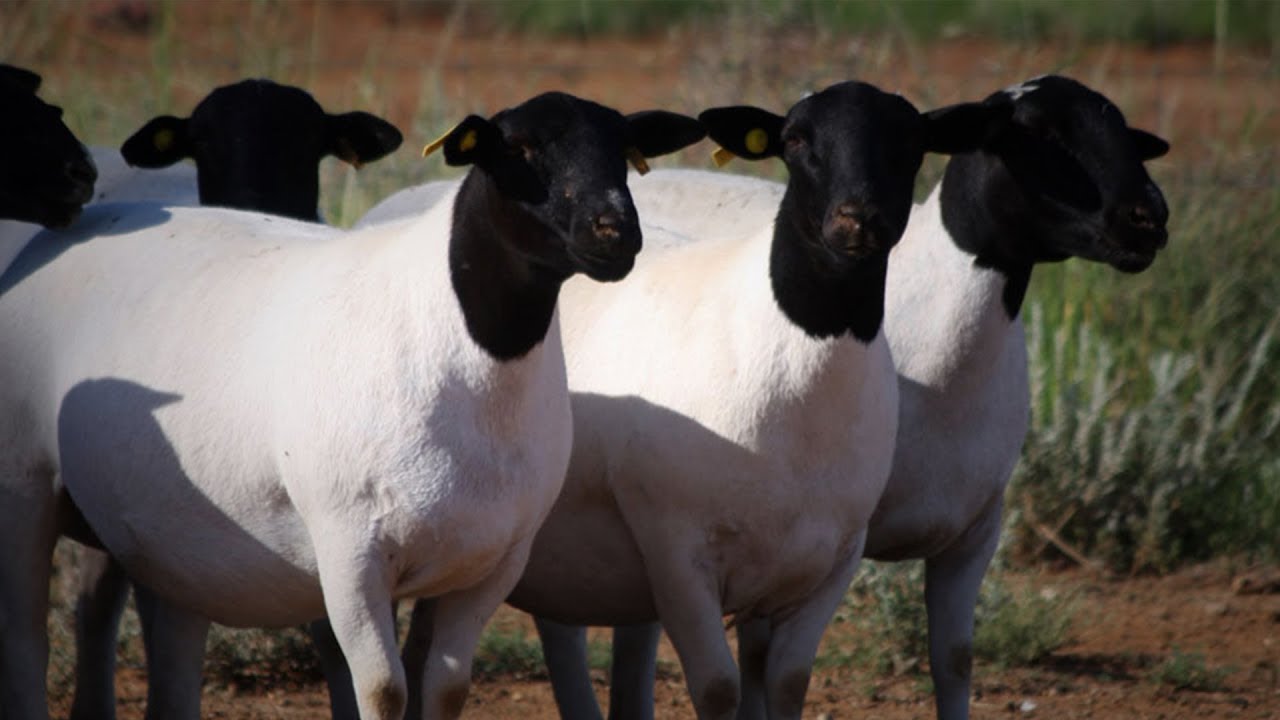 Ventajas de la raza de ovejos Dorper