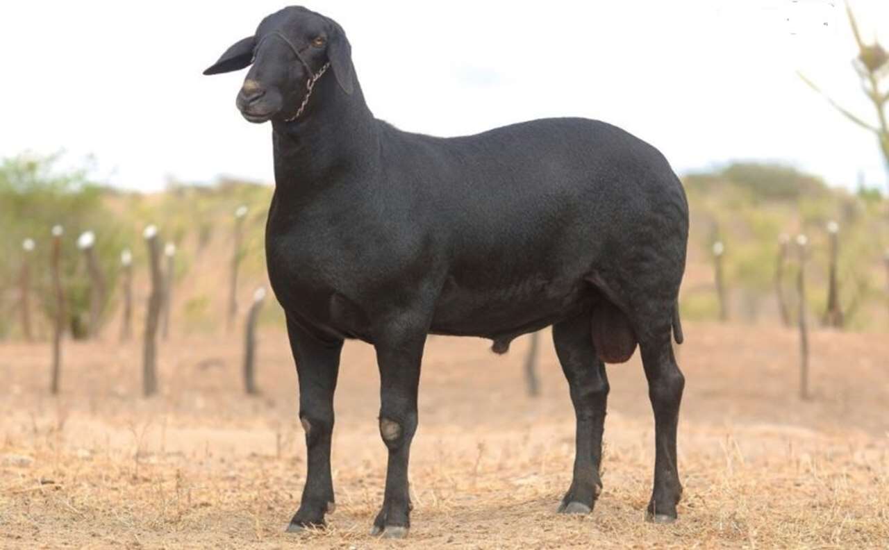 Santa Inés: un raza ovina de alta rusticidad y producción